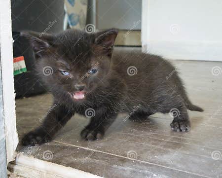 Angry little kitten stock photo. Image of mammal, little - 195784550