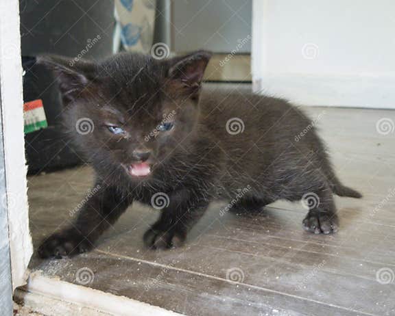 Angry little kitten stock photo. Image of mammal, little - 195784550