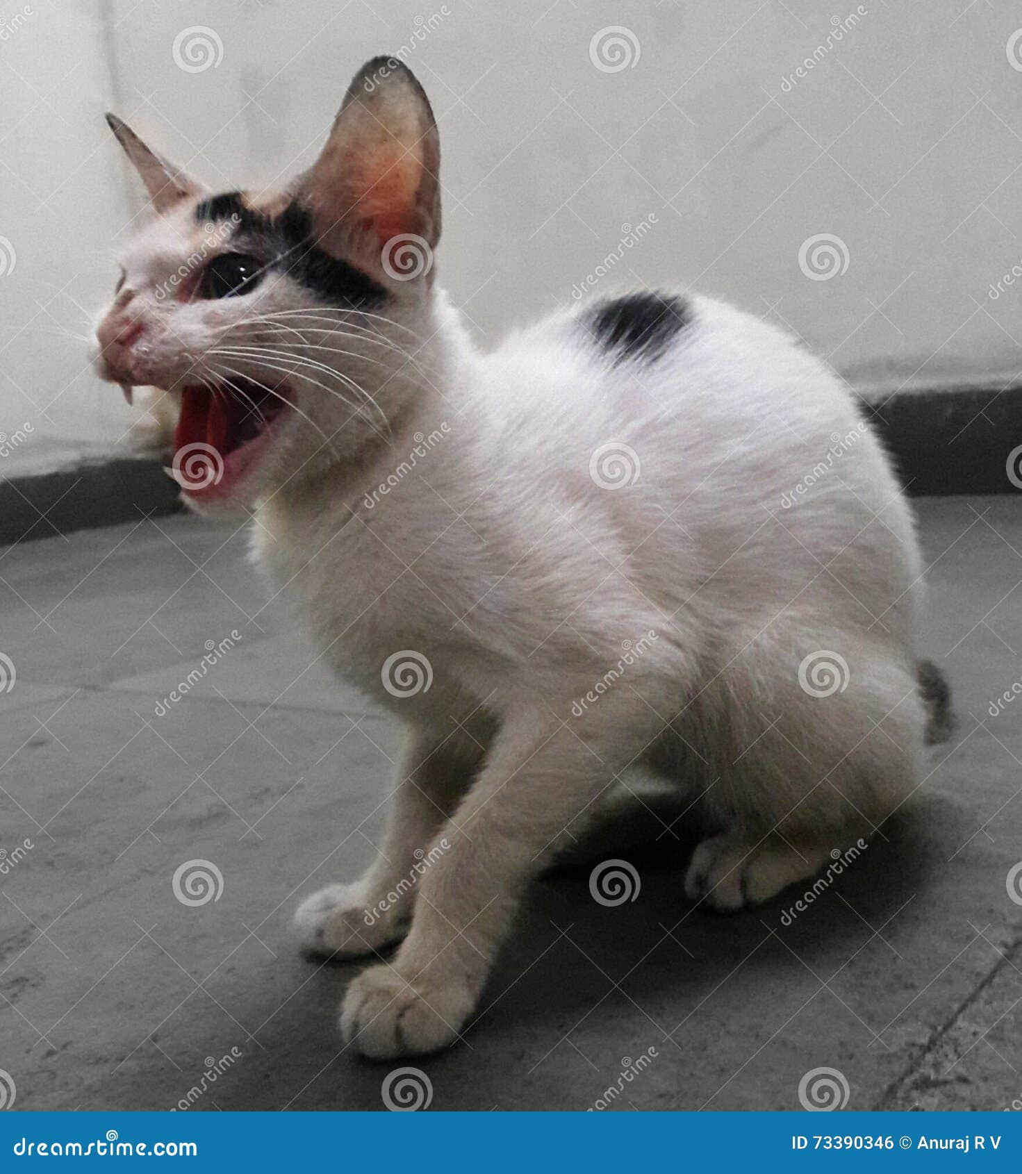 Angry little kitty stock photo. Image of little, angry - 73390346