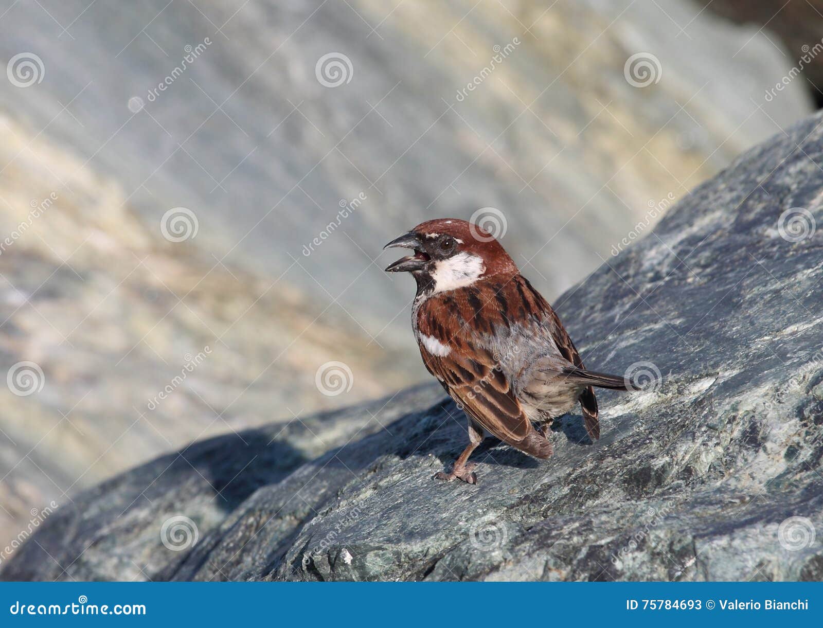 The angry little sparrow stock image. Image of rocks - 75784693