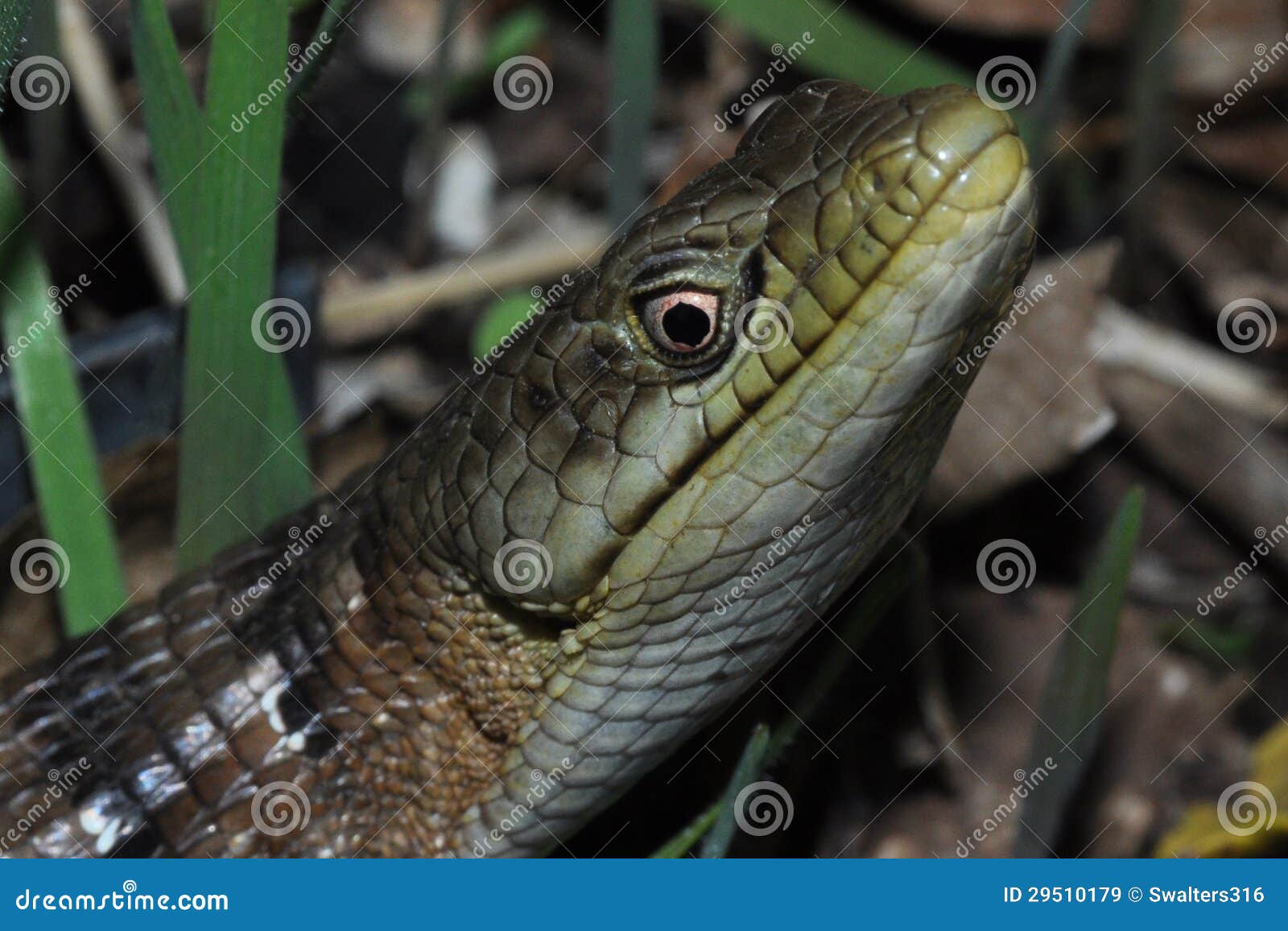Angry lizard stock image. Image of amphibian, angry, pupil - 29510179