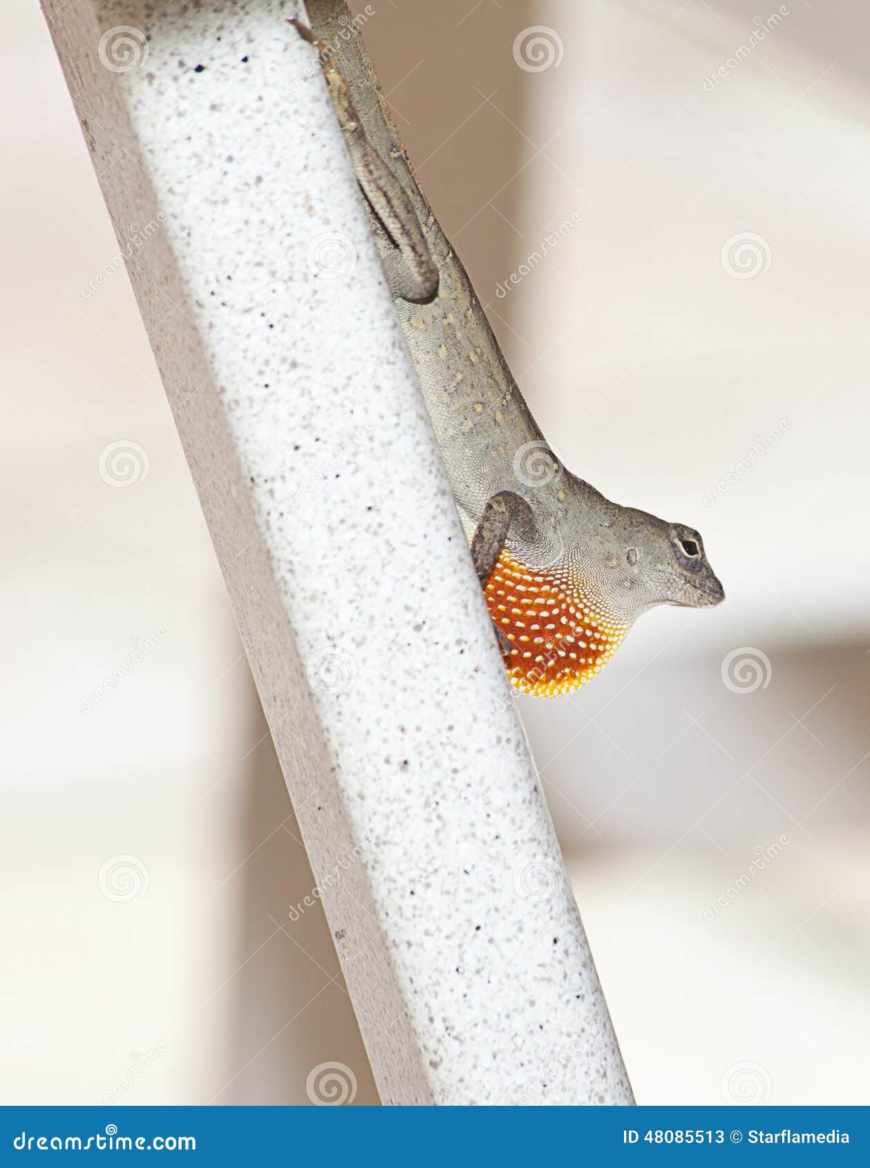 Angry Lizard stock image. Image of climate, aggression - 48085513