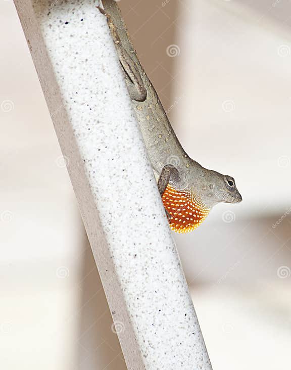 Angry Lizard stock image. Image of climate, aggression - 48085513