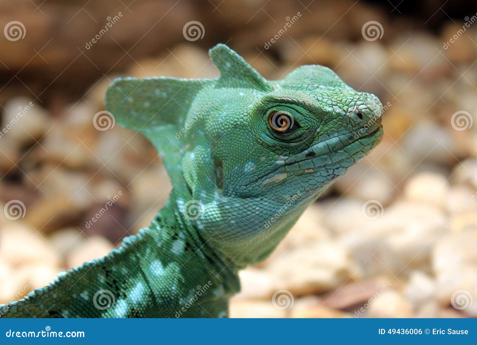 Angry Lizard Stare stock photo. Image of scales, skin - 49436006