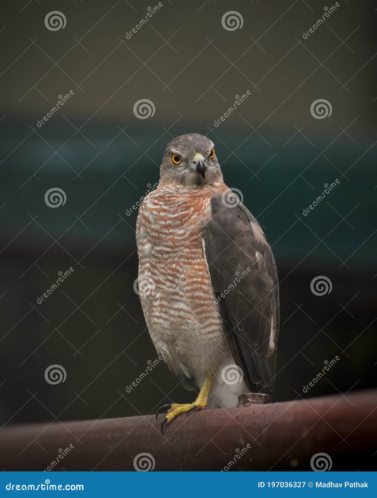 Angry look given by Hawk stock image. Image of falcon - 197036327