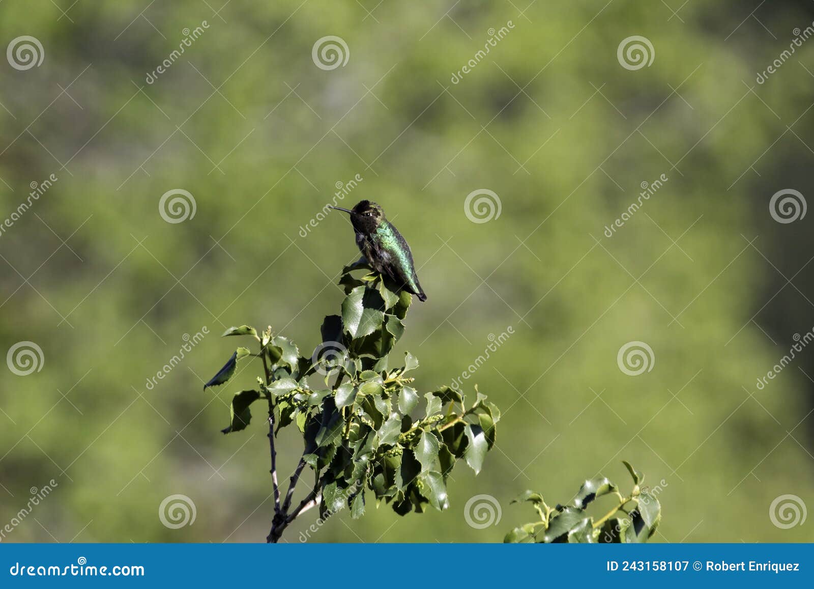 Angry Anna Hummingbird Stock Photos - Free & Royalty-Free Stock Photos ...