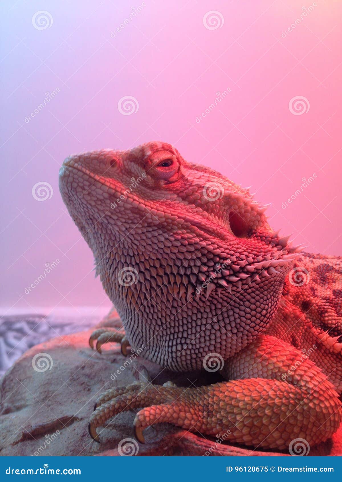 Angry Looking Bearded Dragon Stock Image - Image of bearded, mean: 96120675