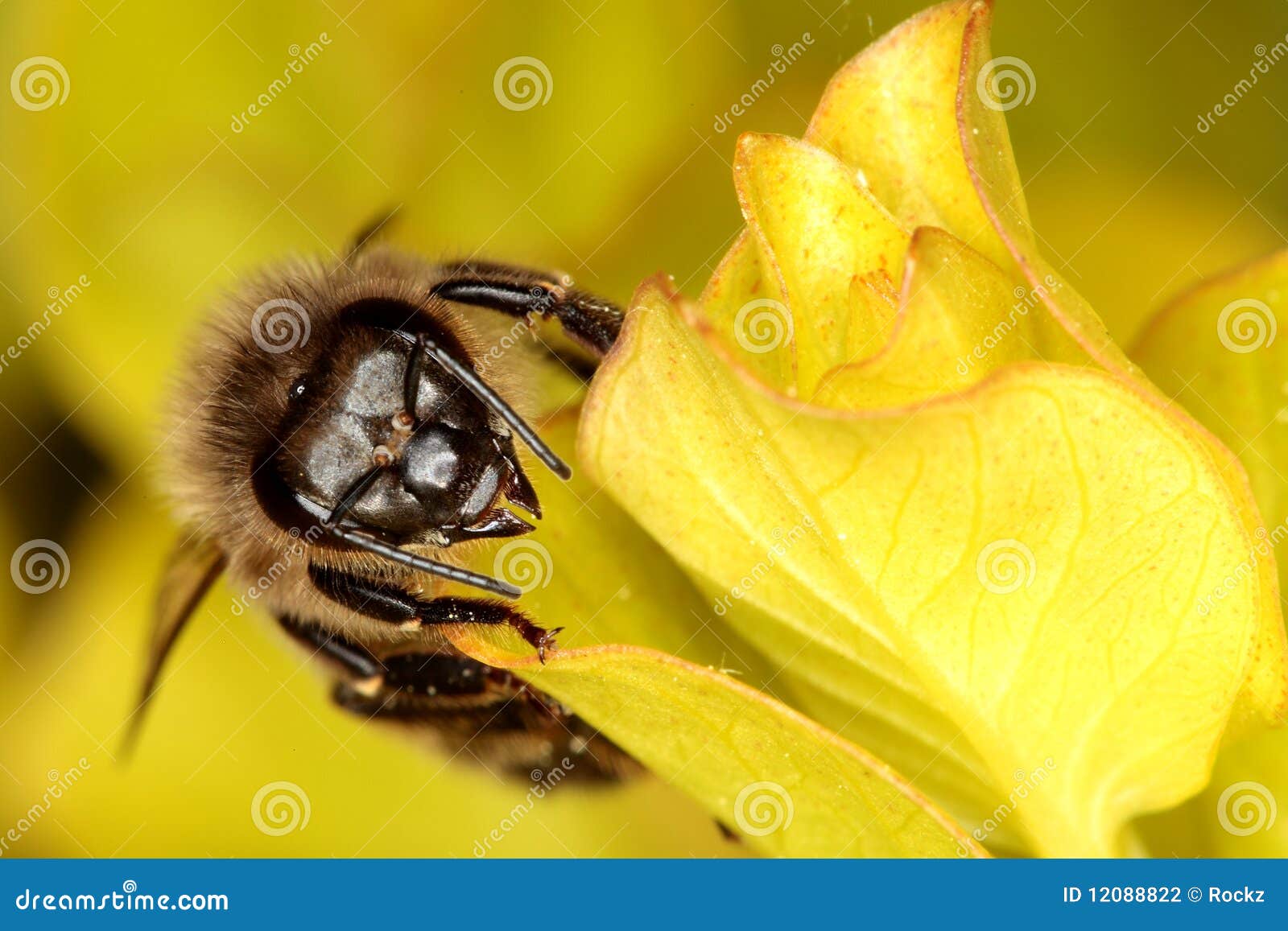 Angry Looking Bee Stock Photography - Image: 12088822