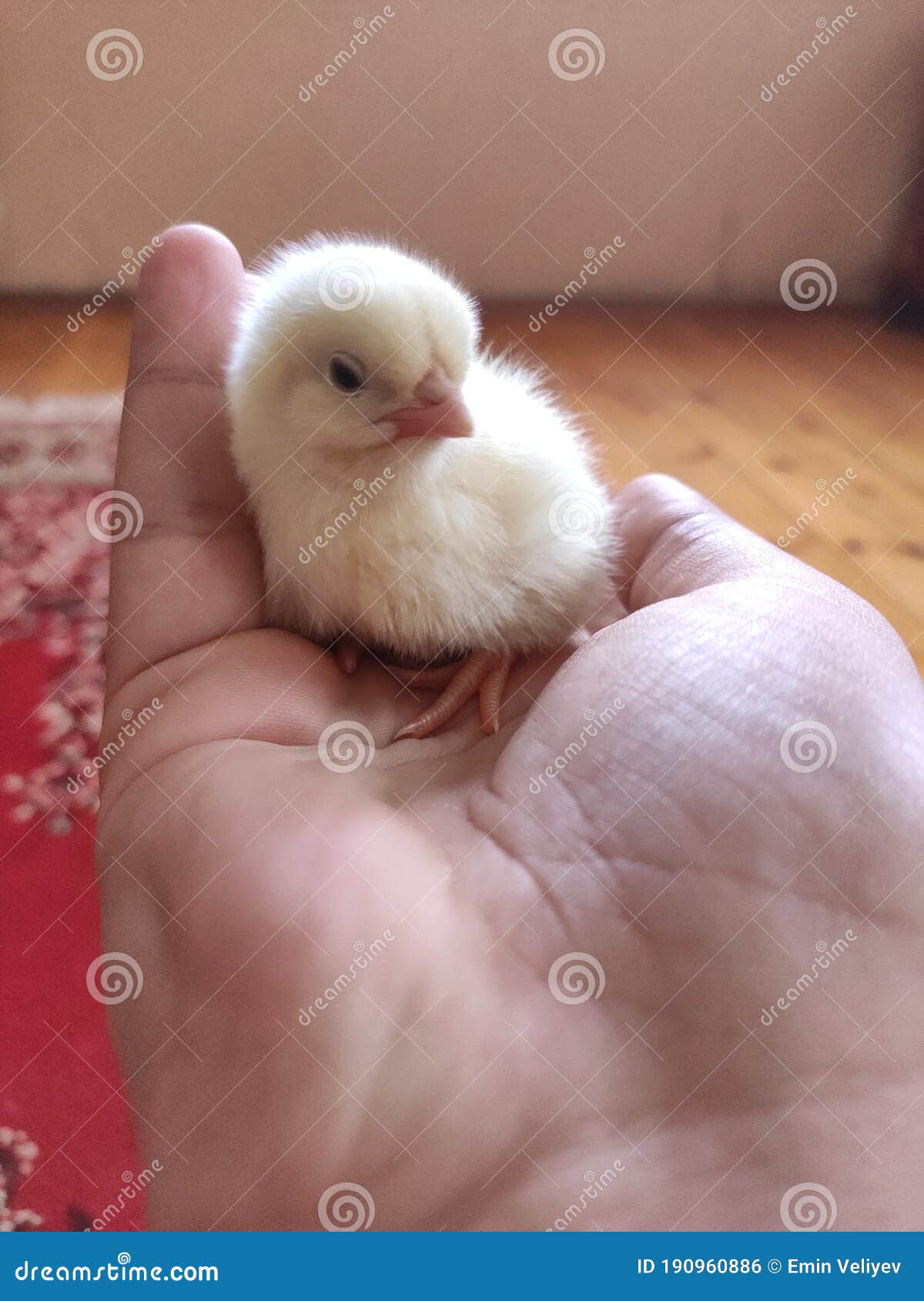 Angry looking chicken stock photo. Image of pink, hand - 190960886