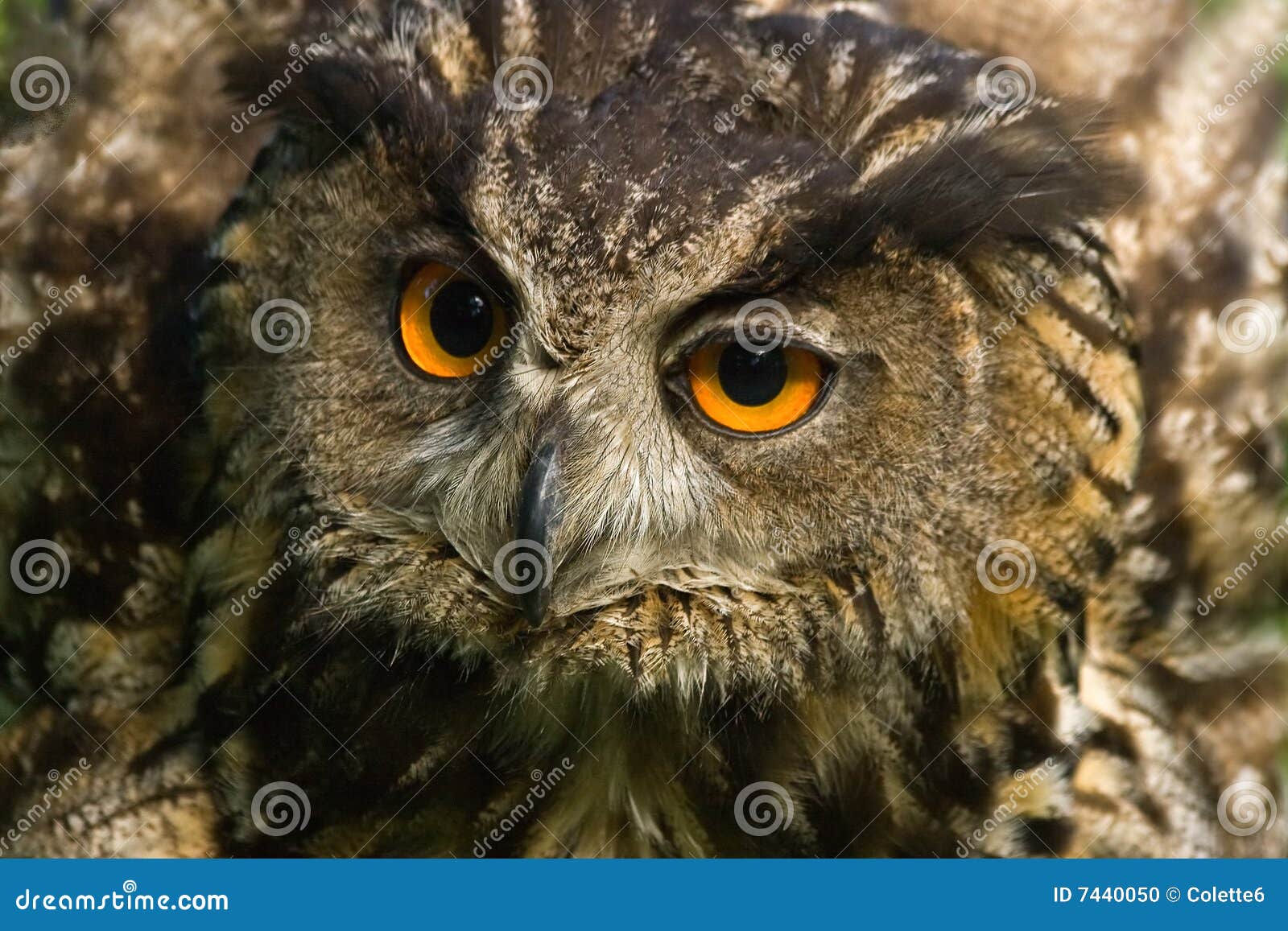 Angry looking eagle owl stock photo. Image of portrait - 7440050