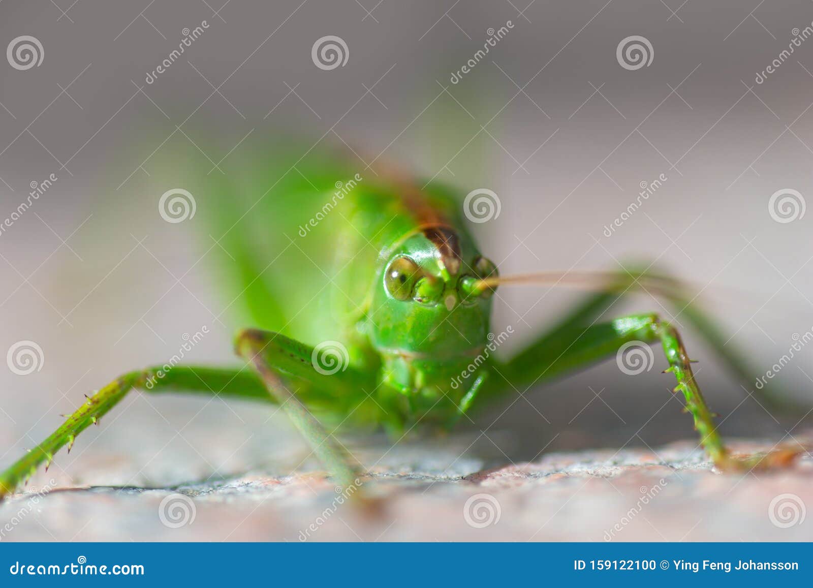 Angry Looking Green Grasshopper Staring at the Camera Stock Photo ...