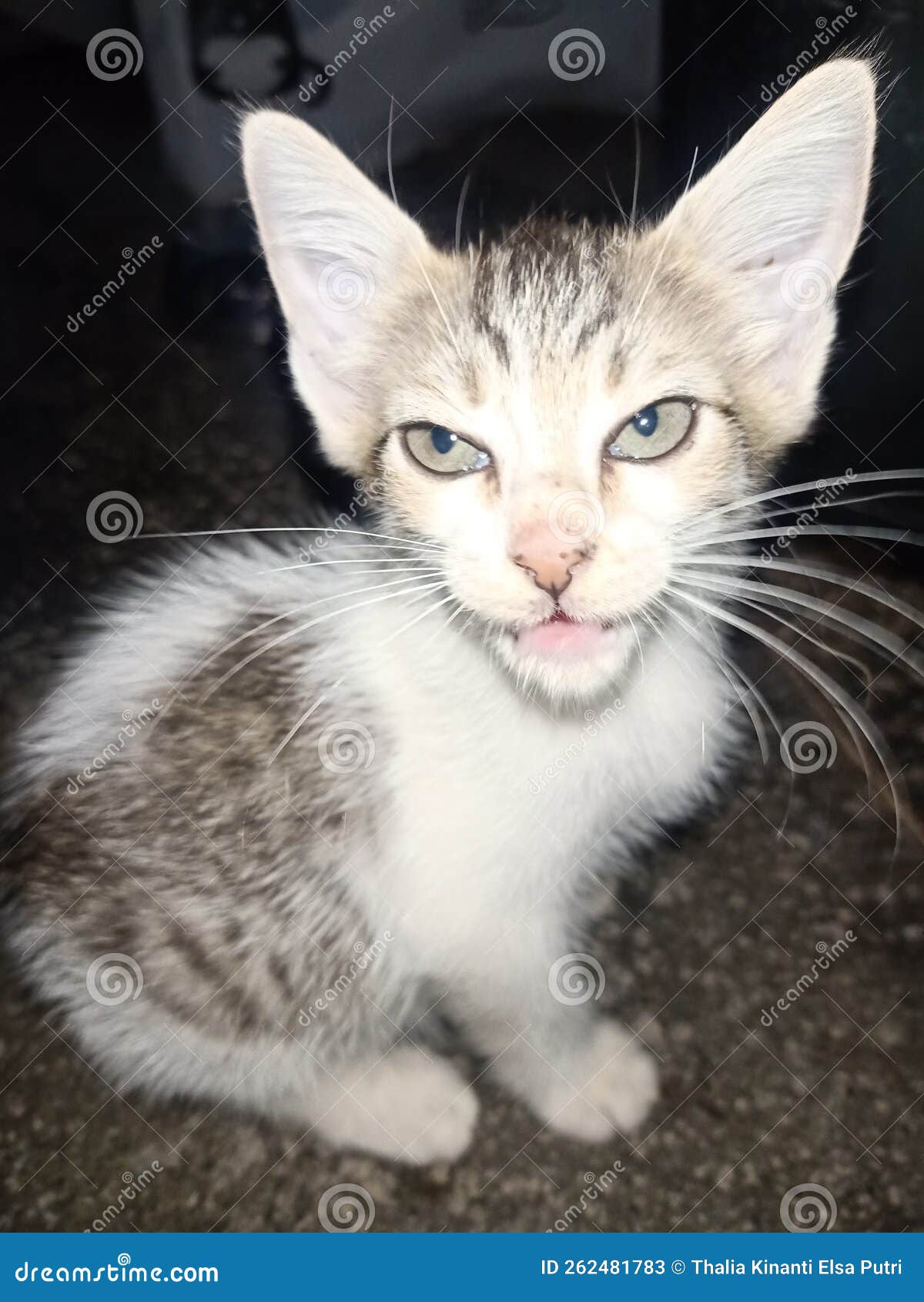 Angry Looking Kitten stock image. Image of wildcat, whiskers - 262481783