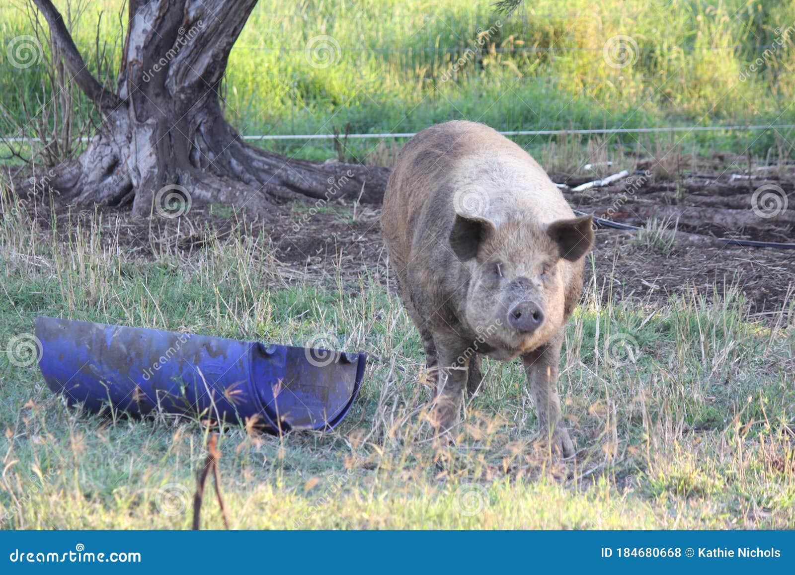 Angry Looking Large Pig on a Farm Stock Photo - Image of farm, barnyard ...