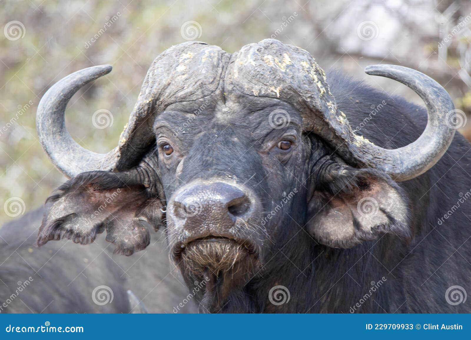 Angry looking male buffalo stock image. Image of animal - 229709933
