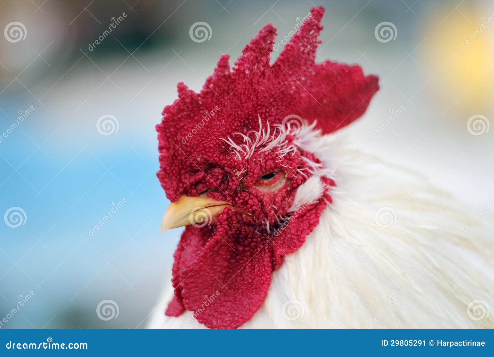 Angry Chicken stock image. Image of slow, bright, crown - 29805291
