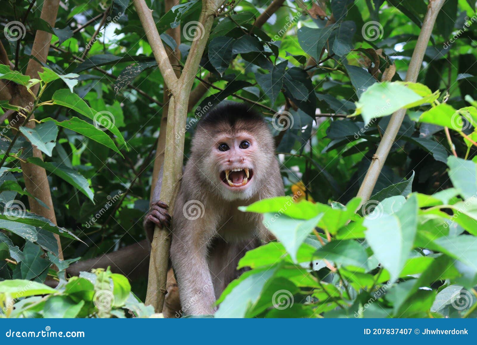 An Angry Looking White Fronted Capuchin Monkey, Cebus Albifrons ...