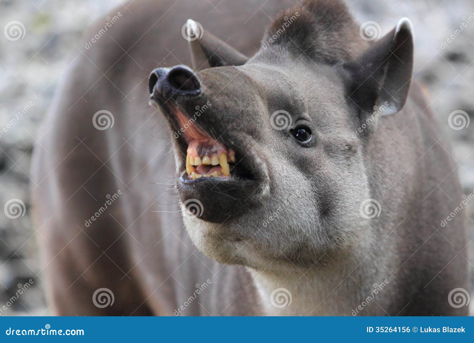 Lowland Tapir, Tapirus Terrestris, Pair Mating Stock Image ...