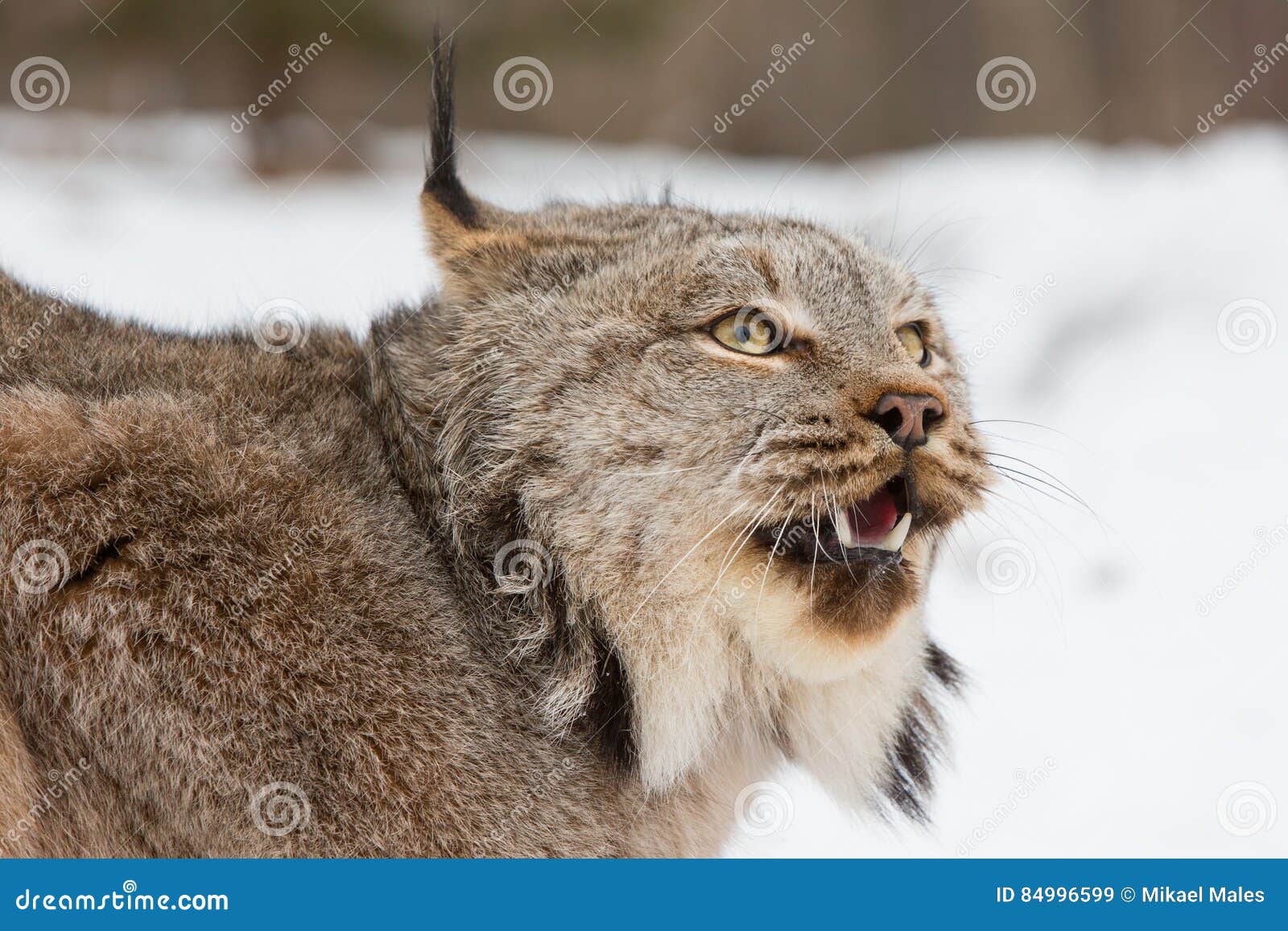 Angry lynx portrait stock image. Image of portrait, wild - 84996599