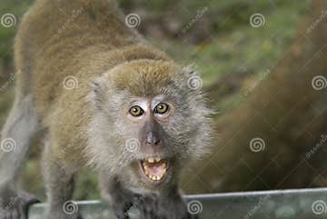 Angry macaque monkey stock photo. Image of surprised, macaque - 3897172