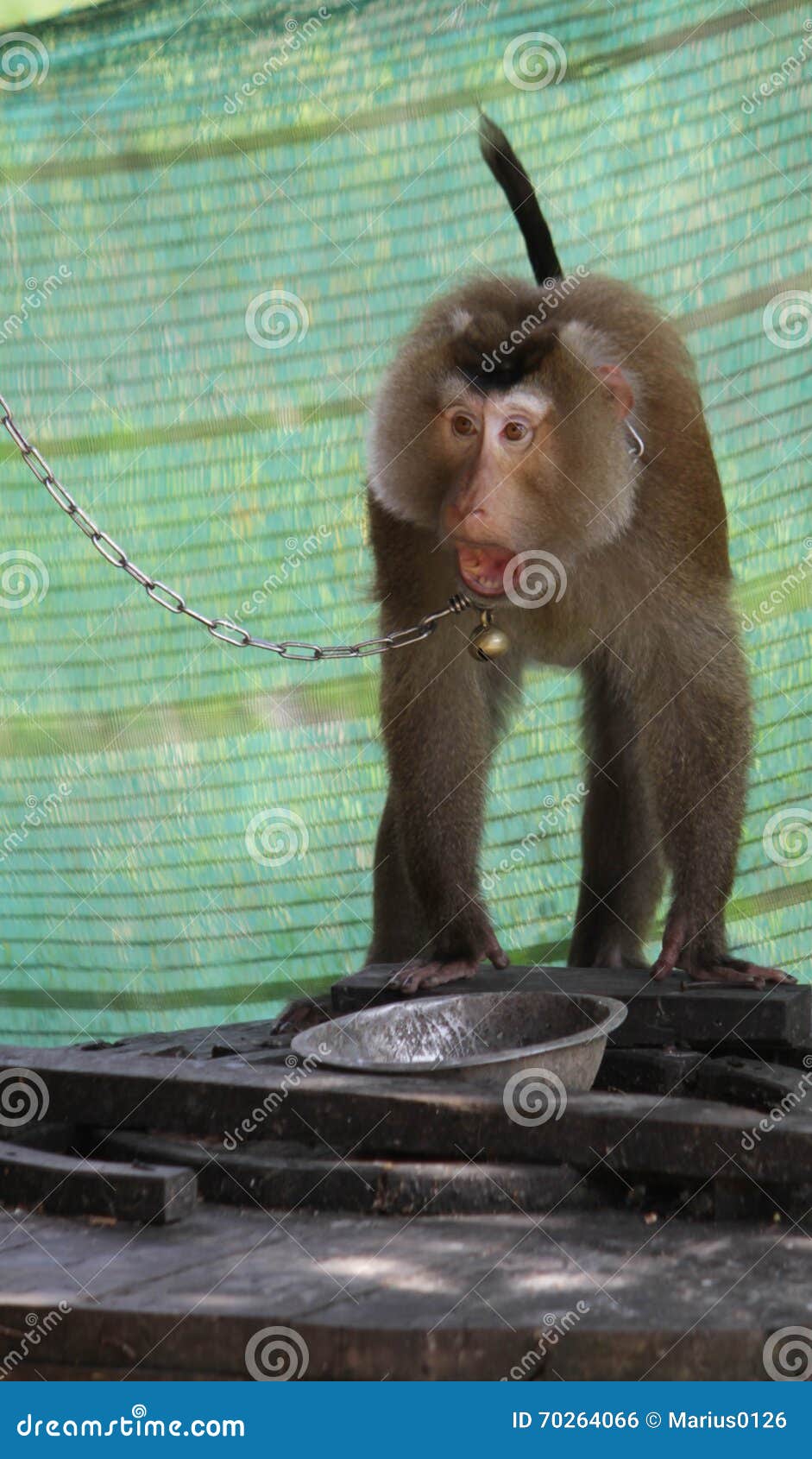 Angry macaque stock photo. Image of scary, background - 70264066
