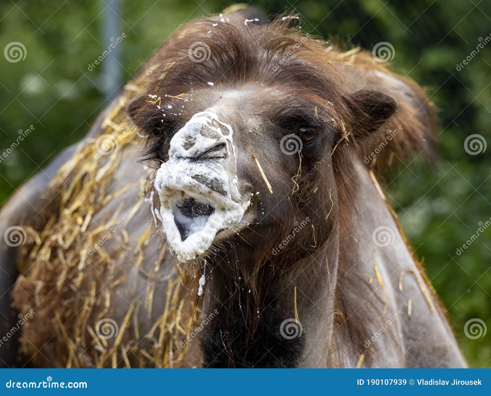 Angry Male Bactrian Camel, Camelus Bactrianus, with Foam at the Mouth ...