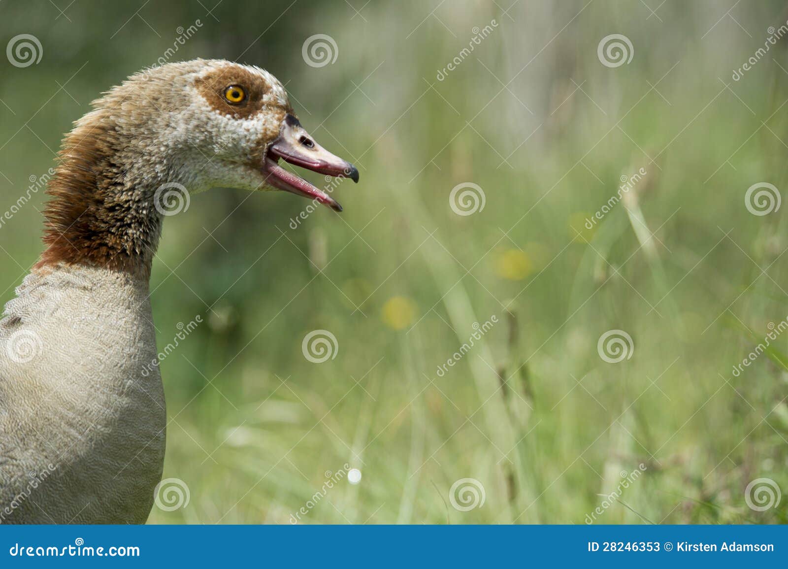 Angry Male Goose Defends His Brood Stock Photos - Free & Royalty-Free ...