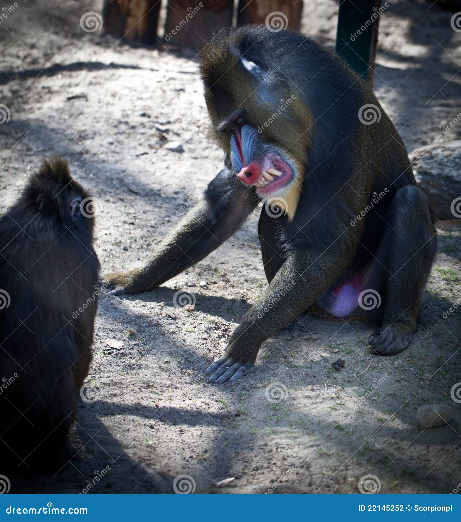 Angry Mandrill (Mandrillus Sphinx) Stock Photo - Image of canines ...