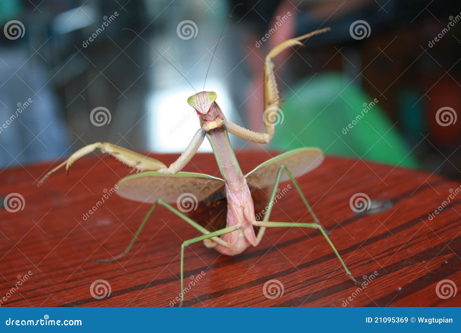 Angry mantis stock image. Image of catching, attack, mantis - 21095369