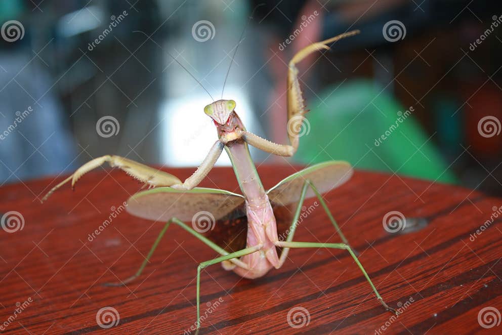 Angry mantis stock image. Image of catching, attack, mantis - 21095369