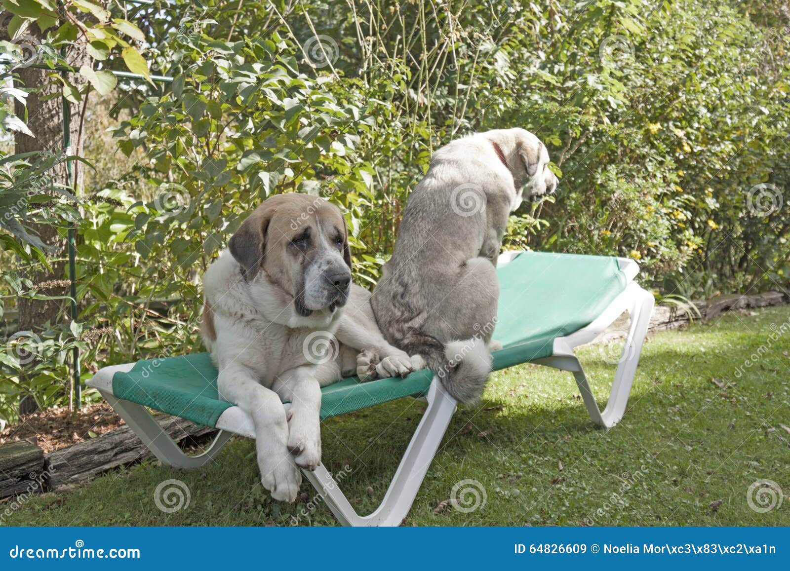 Angry mastiff on a hammock stock image. Image of nature - 64826609