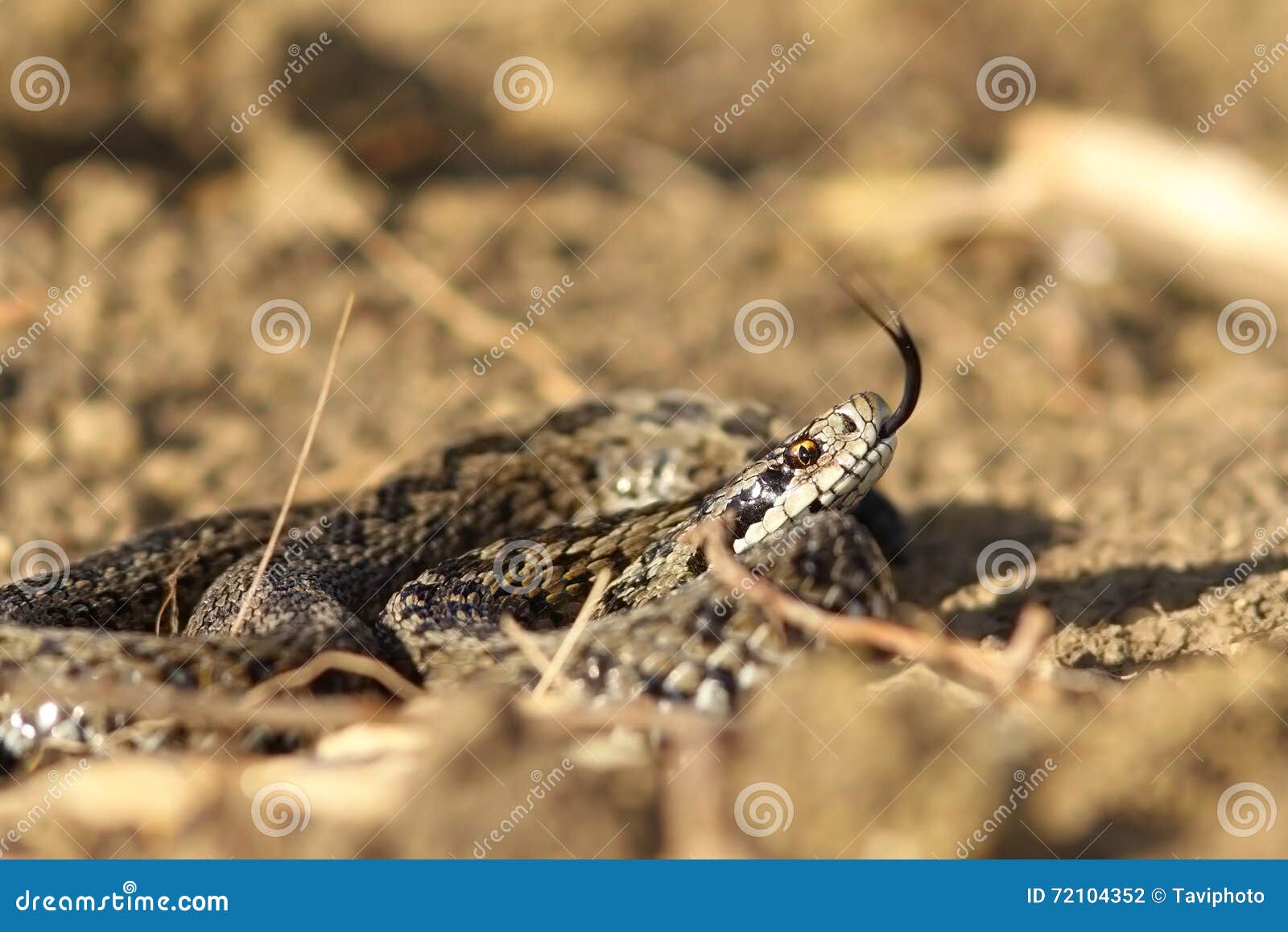 Angry meadow viper stock photo. Image of beautiful, danger - 72104352