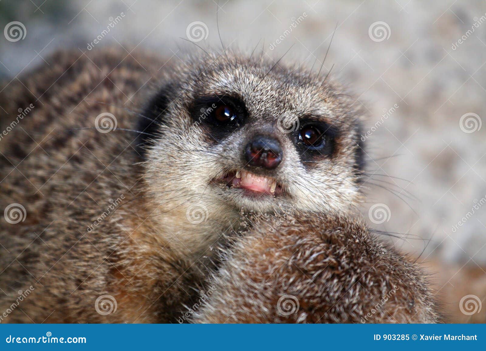 Angry meerkat stock image. Image of tooth, mammal, moaning - 903285