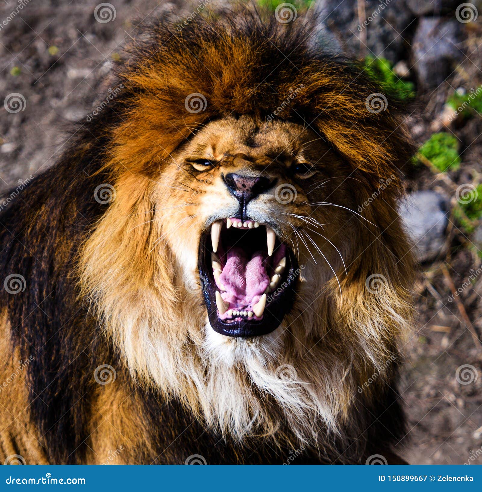 Lion Angry Face