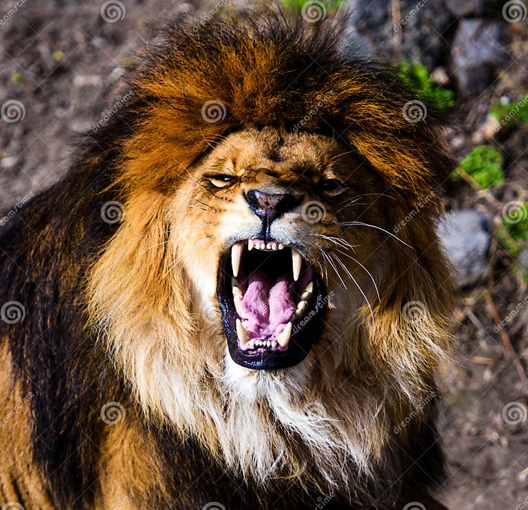 Angry Mighty Lion stock image. Image of muzzle, carnivore - 150899667