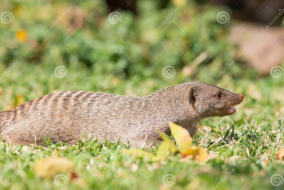 Angry mongoose stock photo. Image of snarling, botswana - 85665988