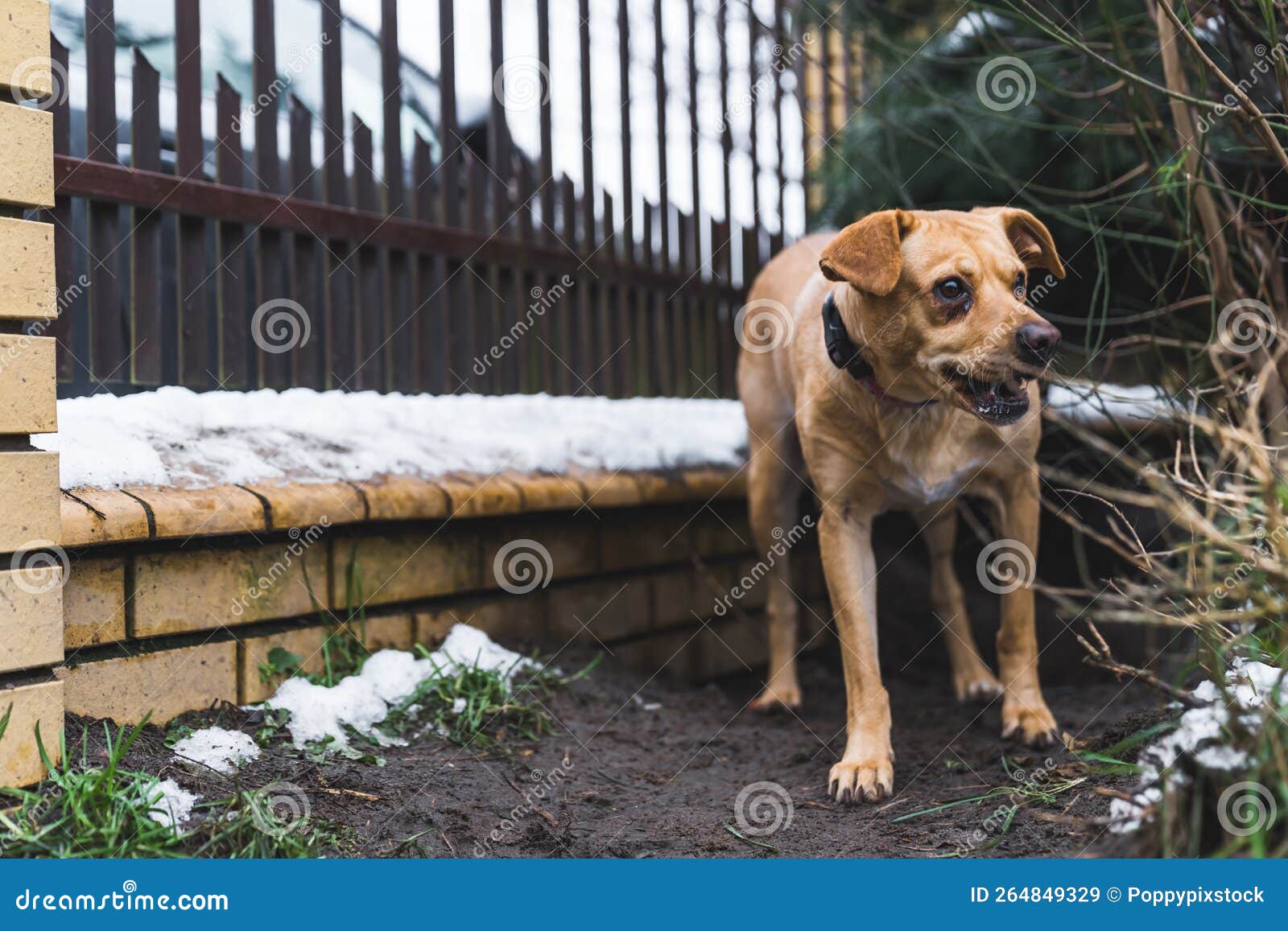Angry Mongrel Dog In A Cage At An Animal Shelter. Portrait Of An Angry ...