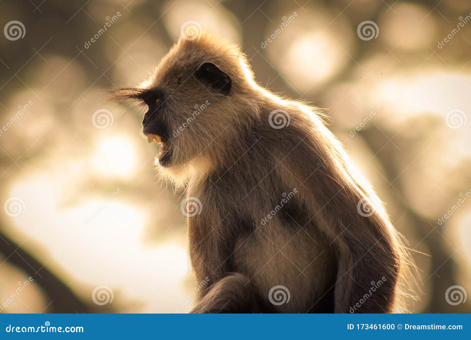 Angry Monkey Royalty-Free Stock Photo | CartoonDealer.com #80546391
