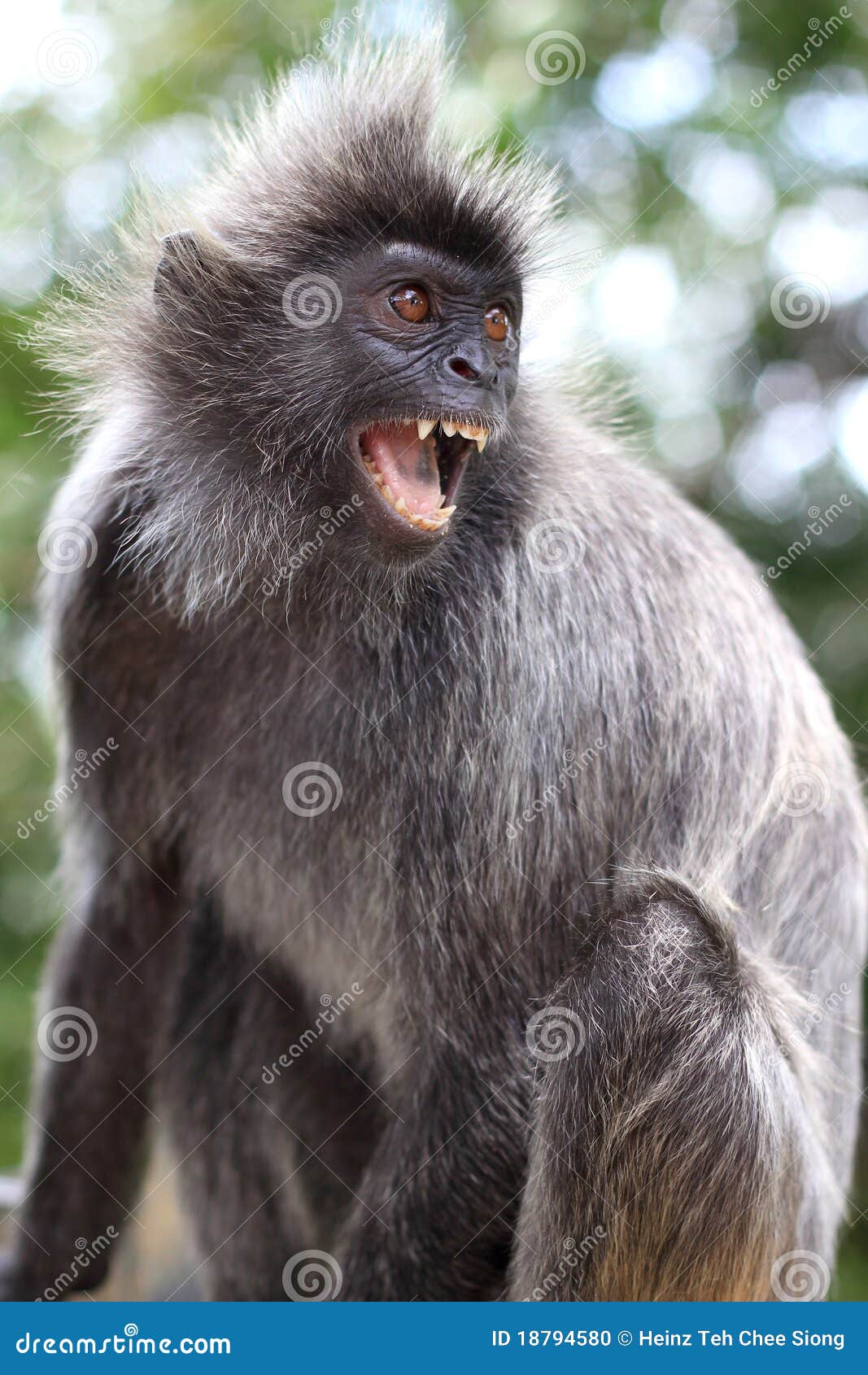 Angry monkey stock photo. Image of primate, long, animals - 18794580