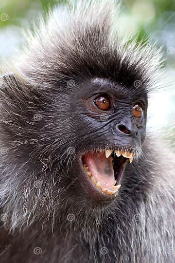 Angry monkey stock image. Image of macaca, asia, long - 19801189