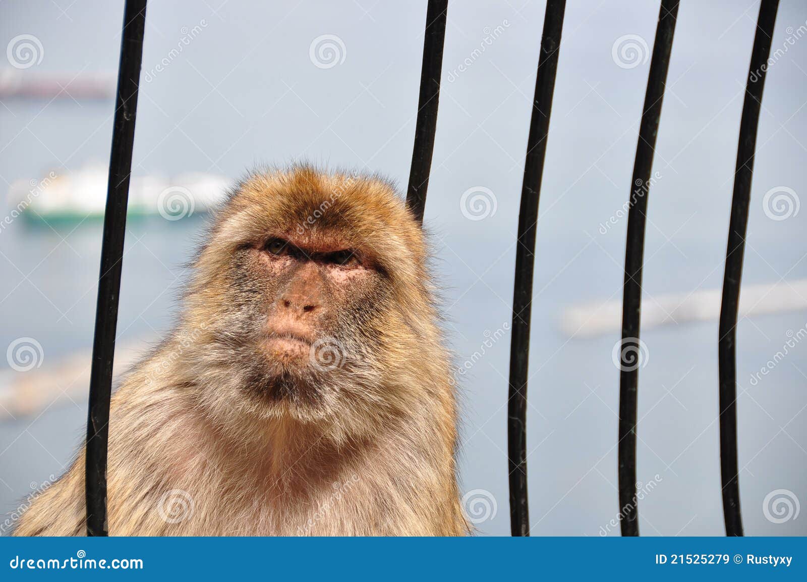 Angry Monkey stock image. Image of small, mammal, travel - 21525279
