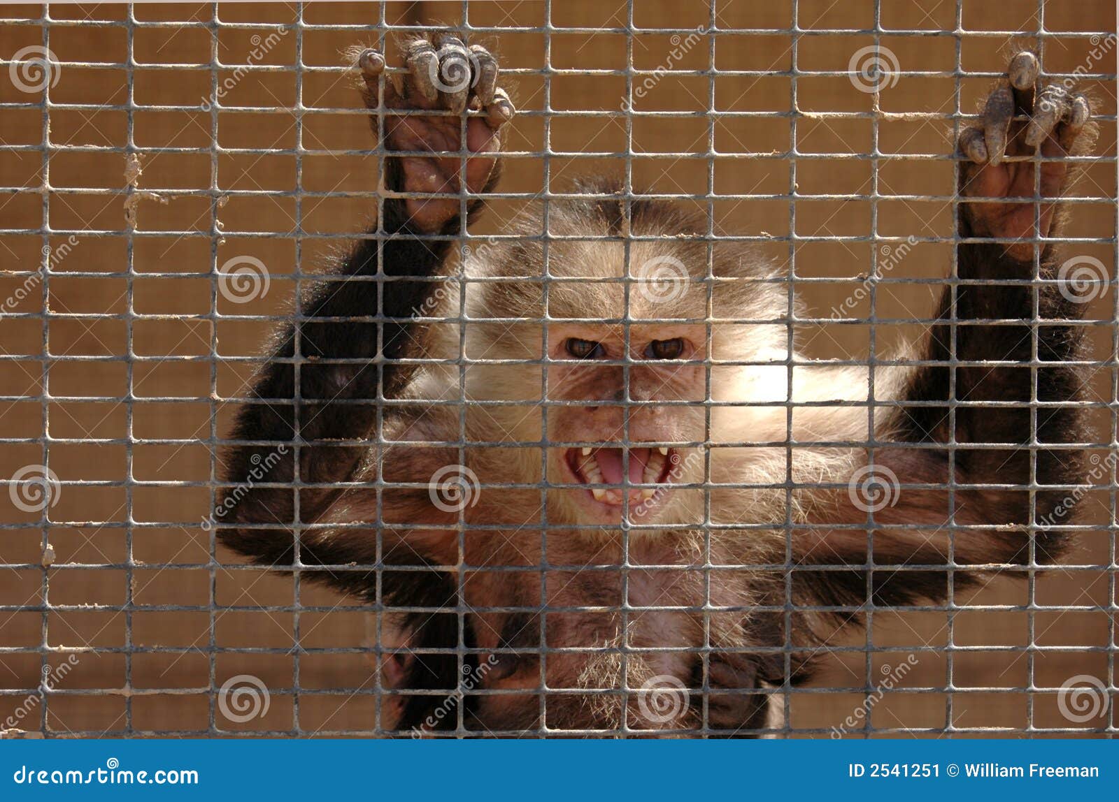 Angry Monkey stock image. Image of capuchin, wire, habitat - 2541251