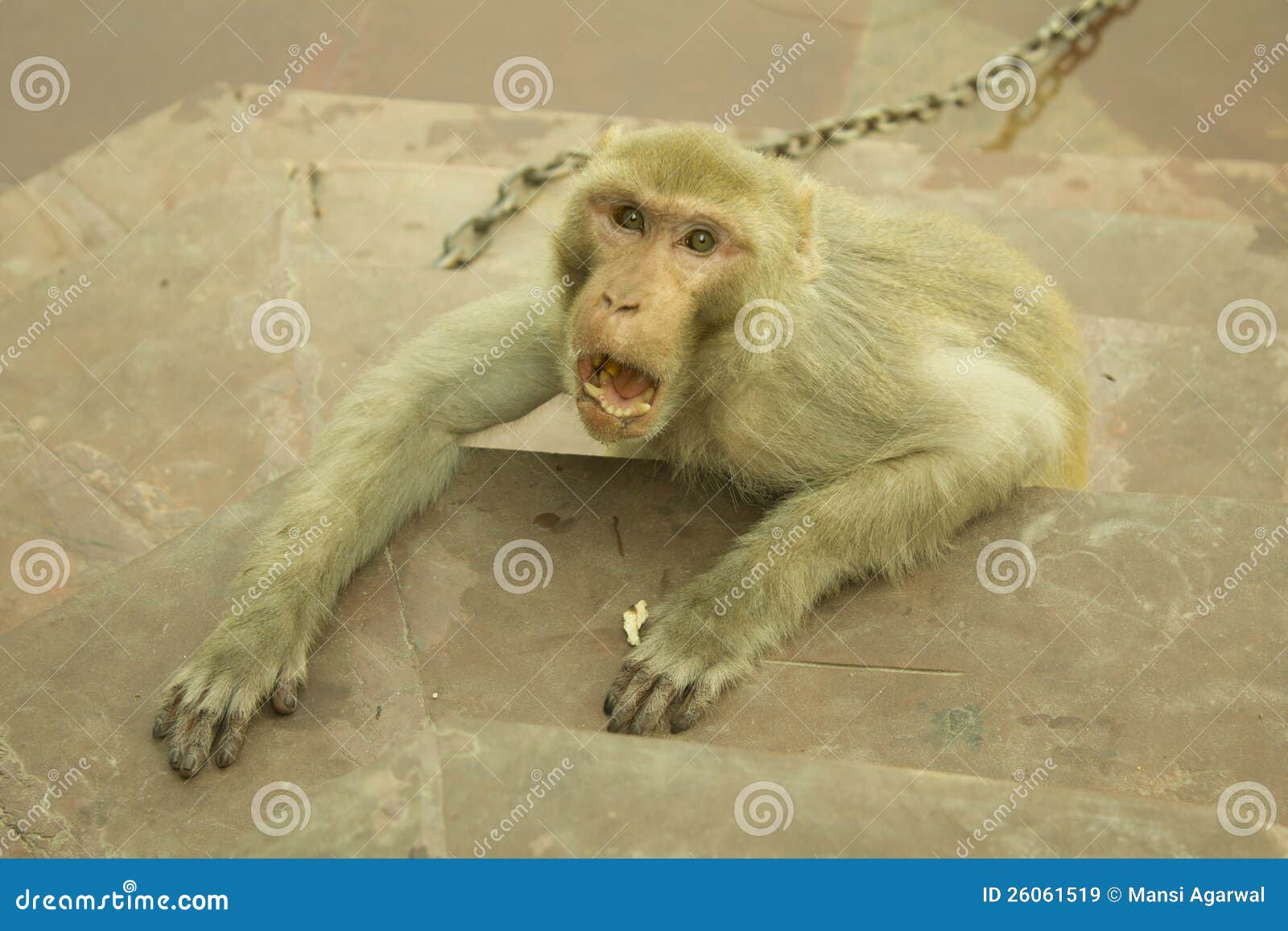 Angry monkey stock image. Image of brown, primate, fierce - 26061519
