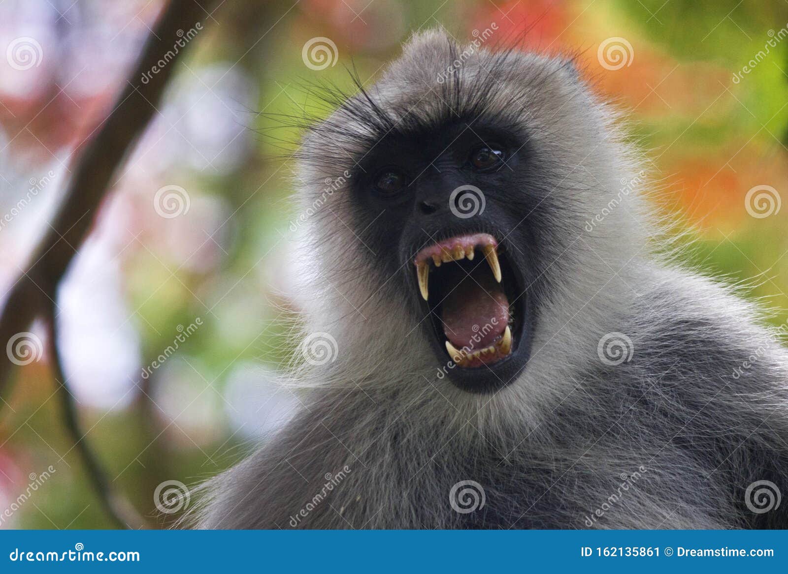 An angry monkey stock image. Image of malaysia, langur - 162135861