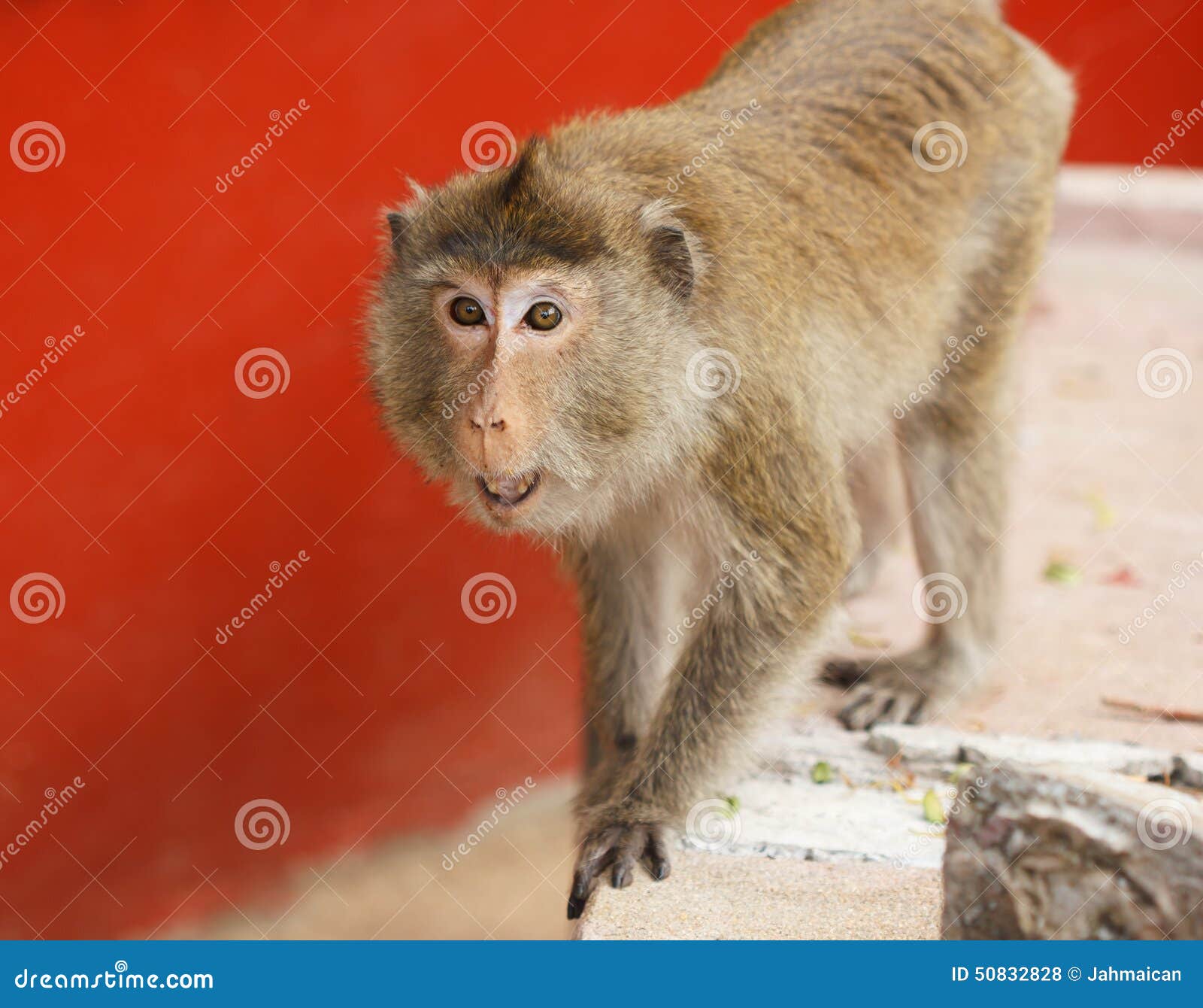 Angry monkey stock photo. Image of monkeys, mammal, jungle - 50832828