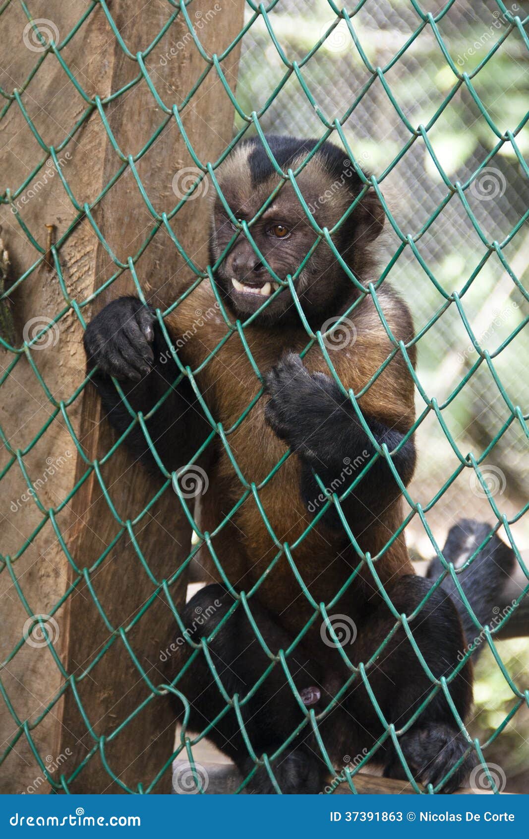 Angry monkey in a cage stock image. Image of mammal, exhibit - 37391863