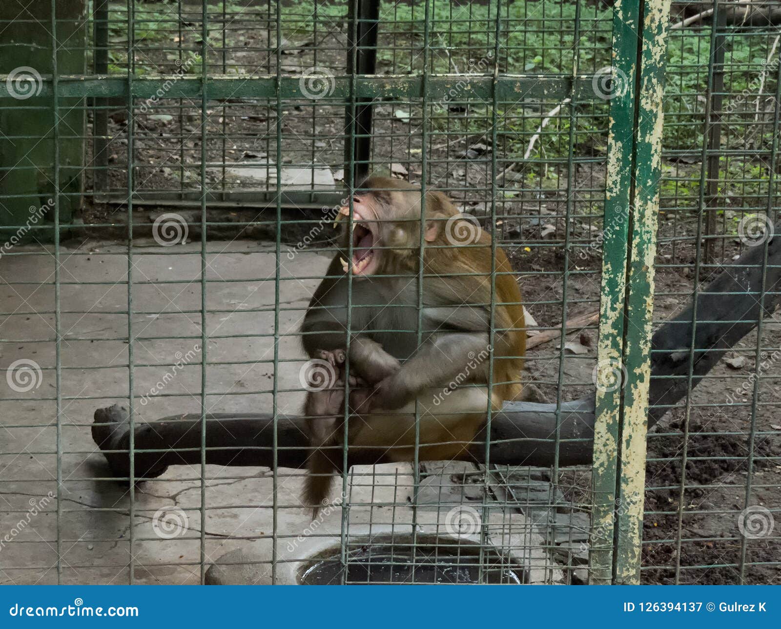 Angry Monkey in a Cage stock image. Image of brown, fence - 126394137
