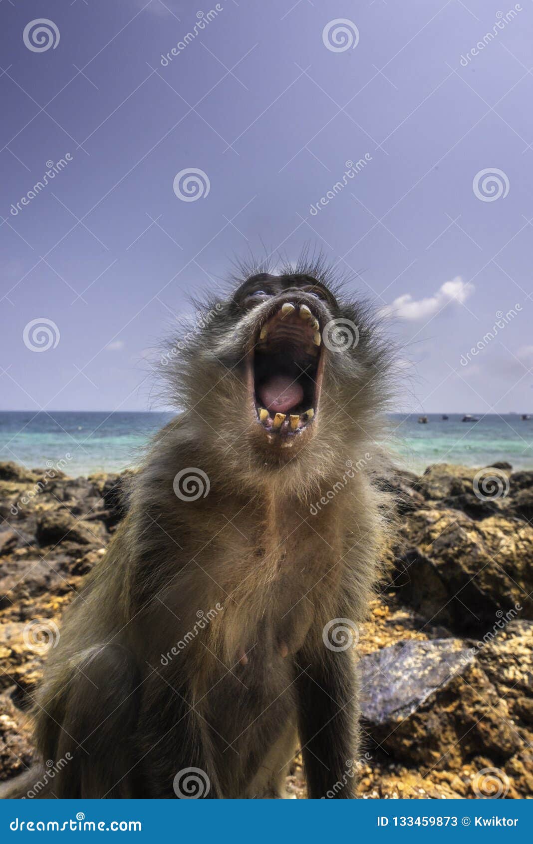 Angry Monkey Crab-eating Macaque Macaca Fascicularis Also Known Stock ...