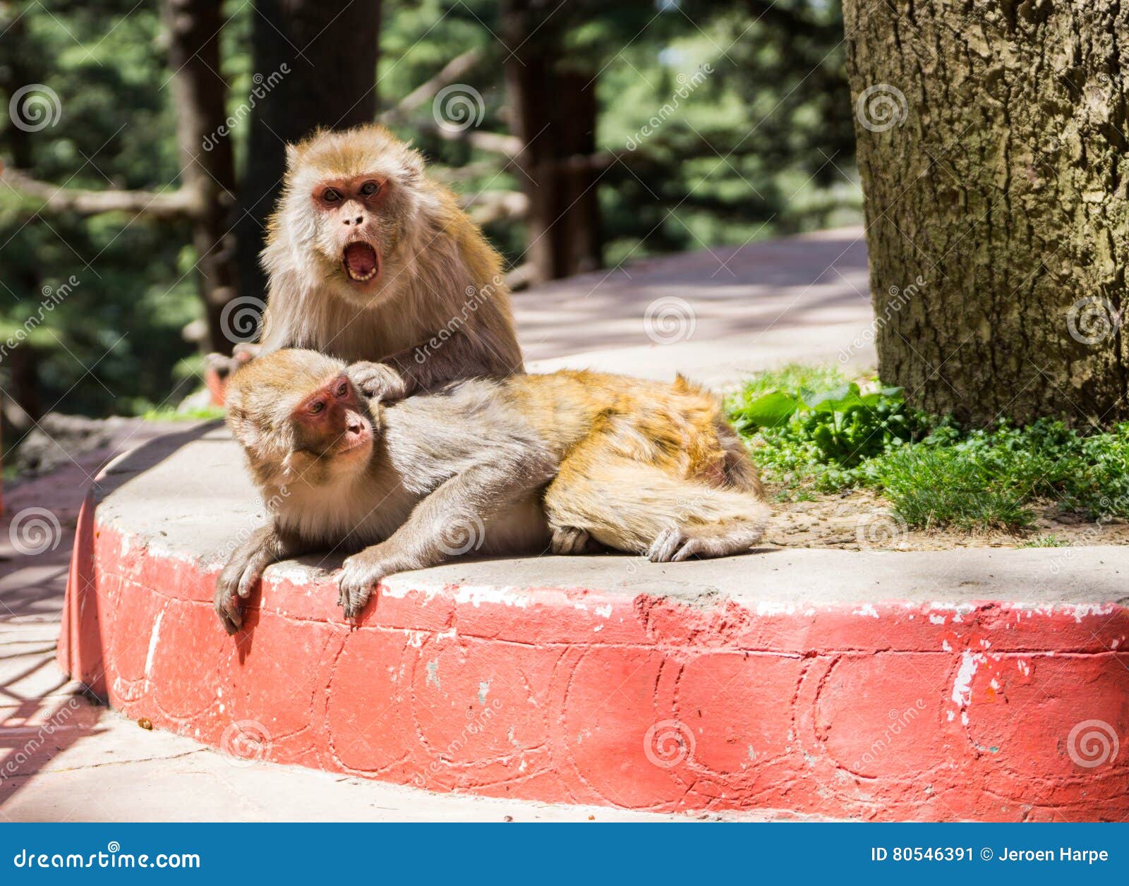Angry monkey stock image. Image of attack, india, monkey - 80546391