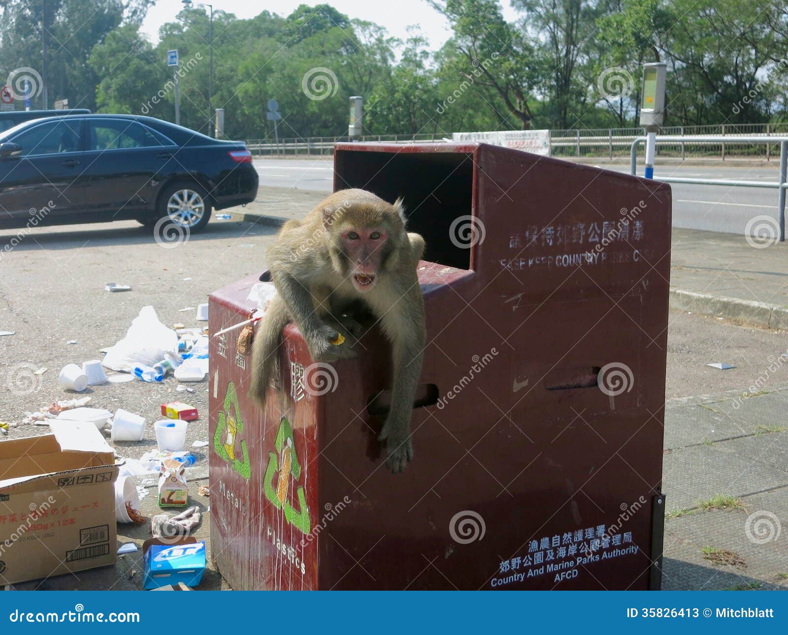 Angry Monkey editorial stock photo. Image of primate - 35826413