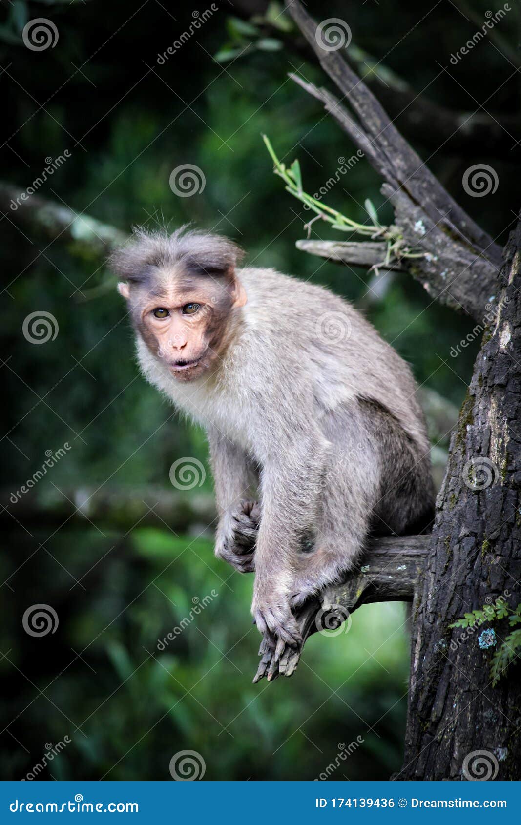 Angry Monkey Looking at Me. he Need Something To Eat Stock Photo ...